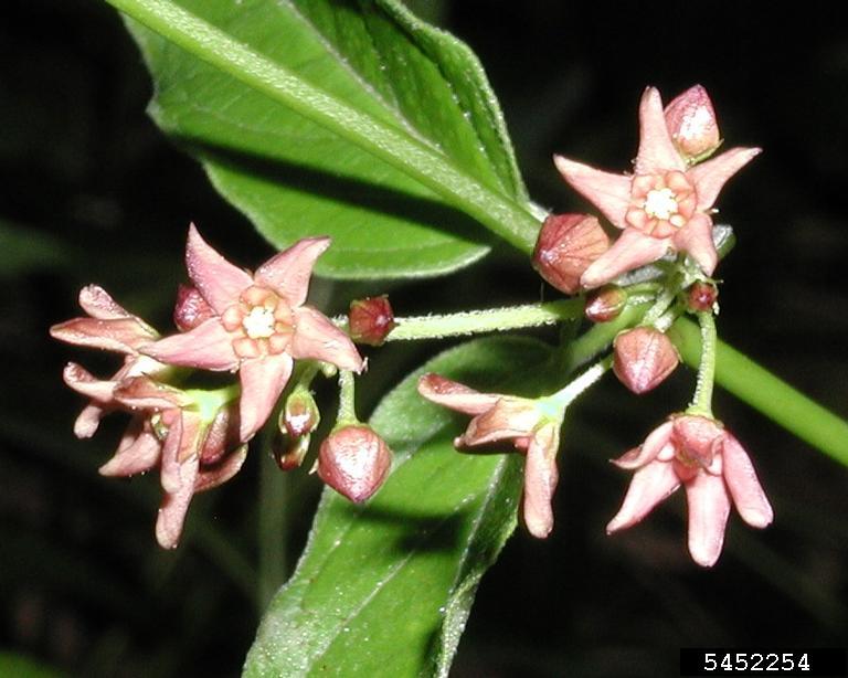 Biological Control Approved for Invasive Black and Pale Swallow-wort ...