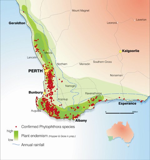 Worldwide – and U.S. – Proliferation of Phytophthora via the Nursery ...